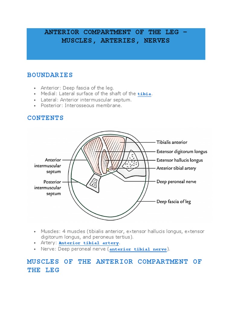 Anterior Compartment of the Leg: Anatomy | PDF | Foot | Musculoskeletal ...