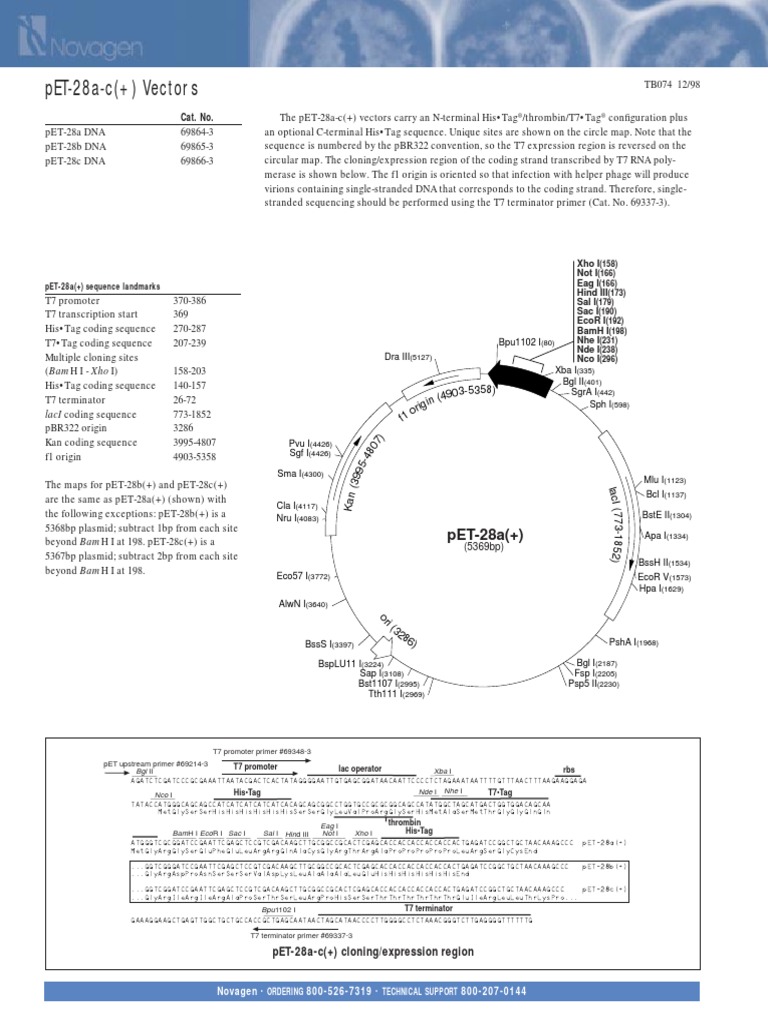 pET28 | Vector (Molecular Biology) | Dna