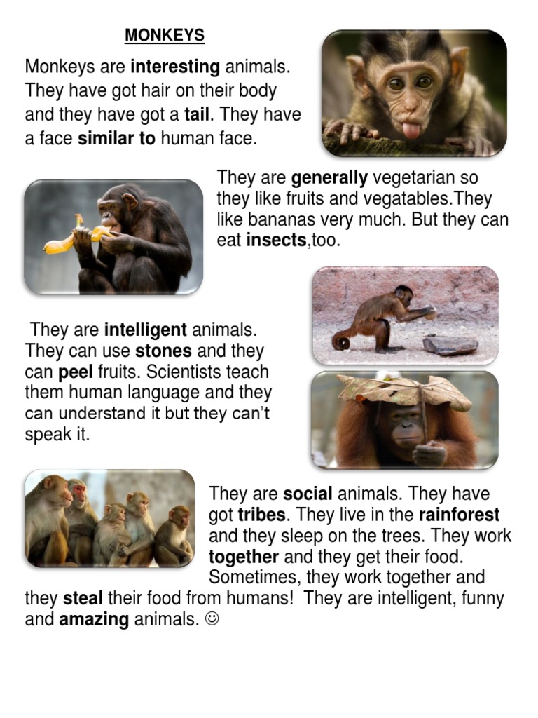 Reading Passage Monkeys Reading Comprehension Exercises 90628 | PDF ...
