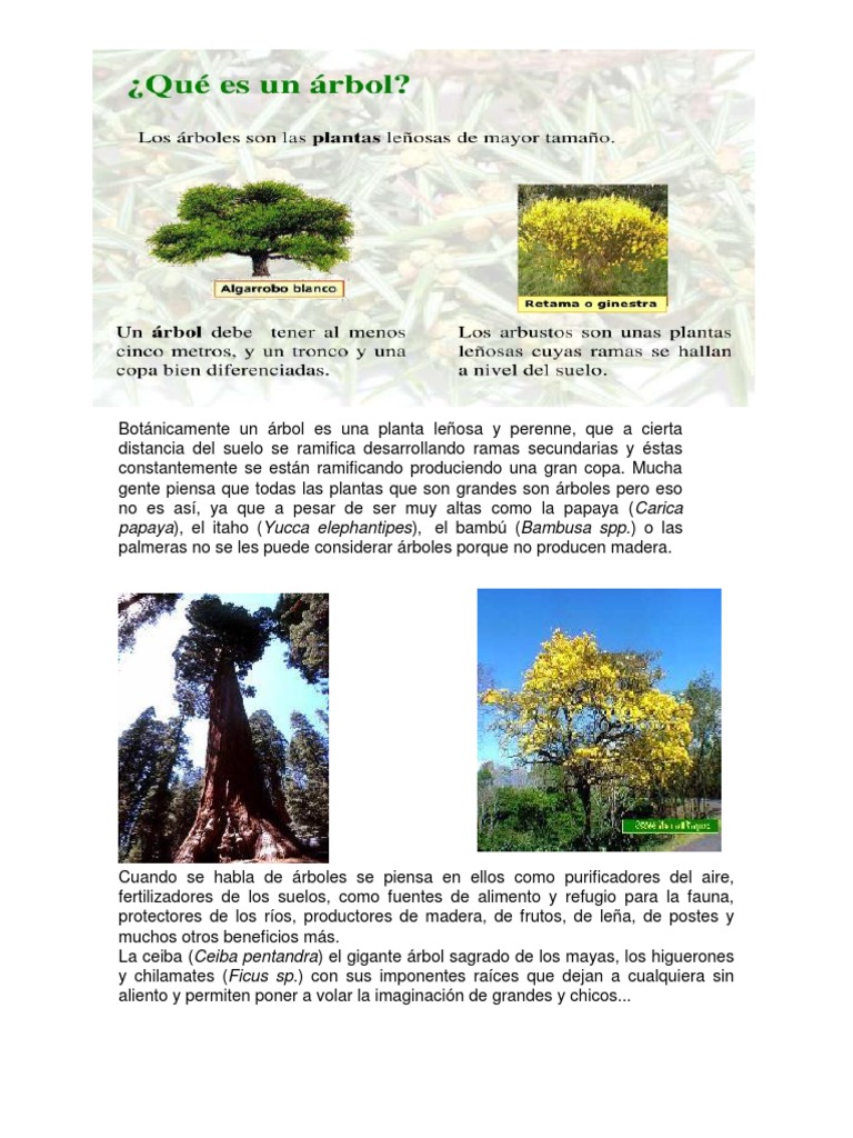 Texto Dasonomia Lestin | PDF | Arboles | Los bosques