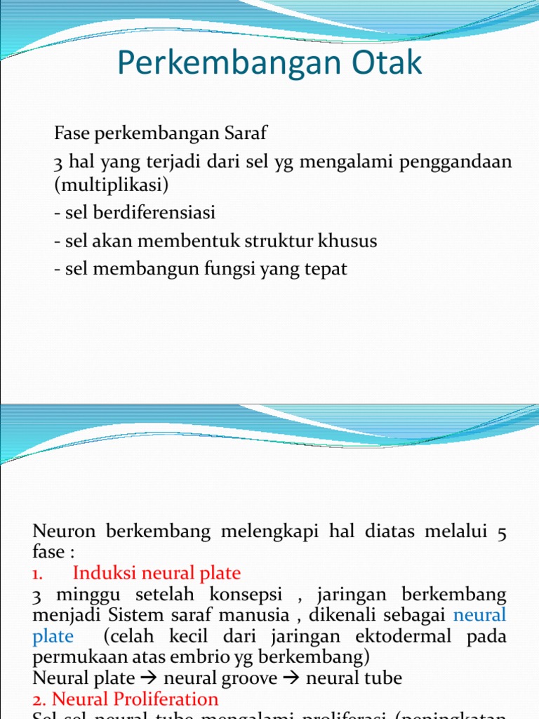 Ku1 Neuroplasticity | PDF