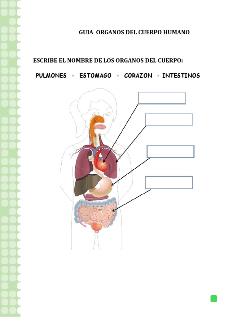 Guia Organos Del Cuerpo Humano | PDF