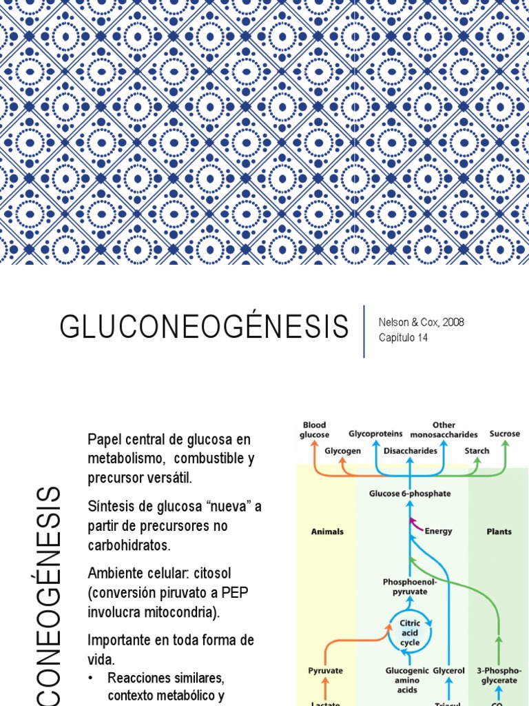 7. Gluconeogénesis | Glucólisis | Macromoléculas | Prueba gratuita de ...