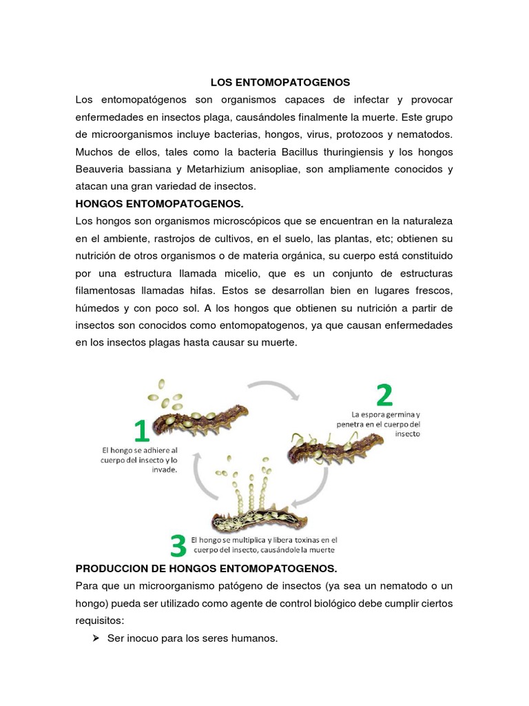 Control Biológico: Entomopatógenos y Botánicos | PDF | Hongo | Plaga ...