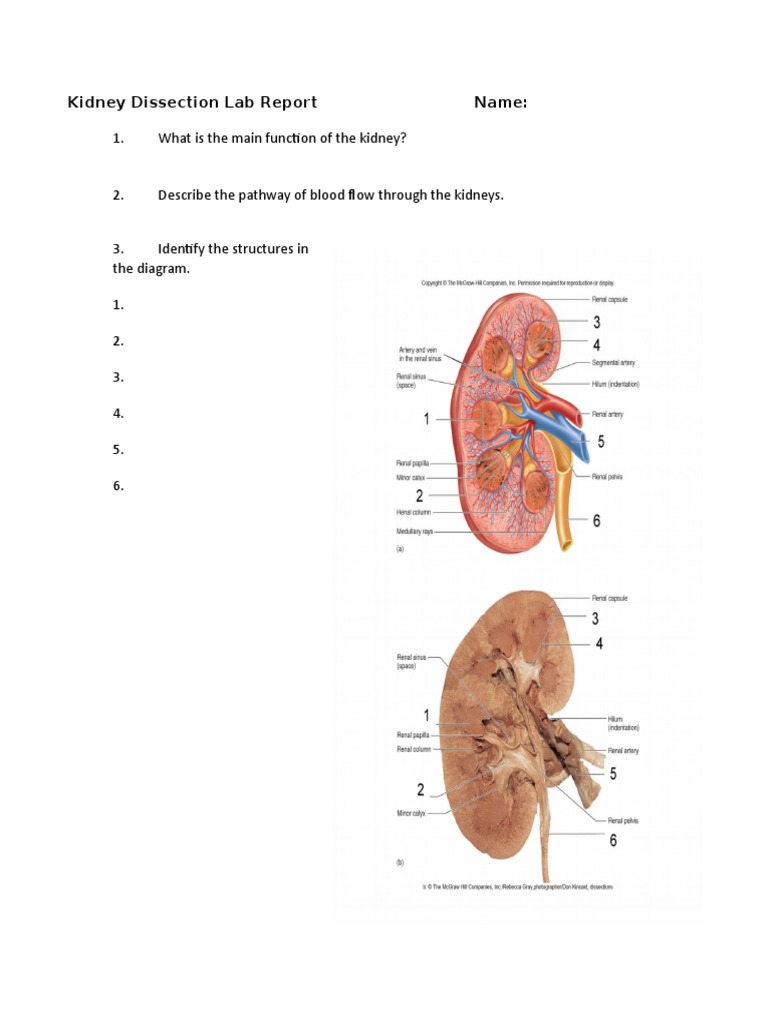 Lab Report 8.1 Kidney Dissection | PDF | Wellness