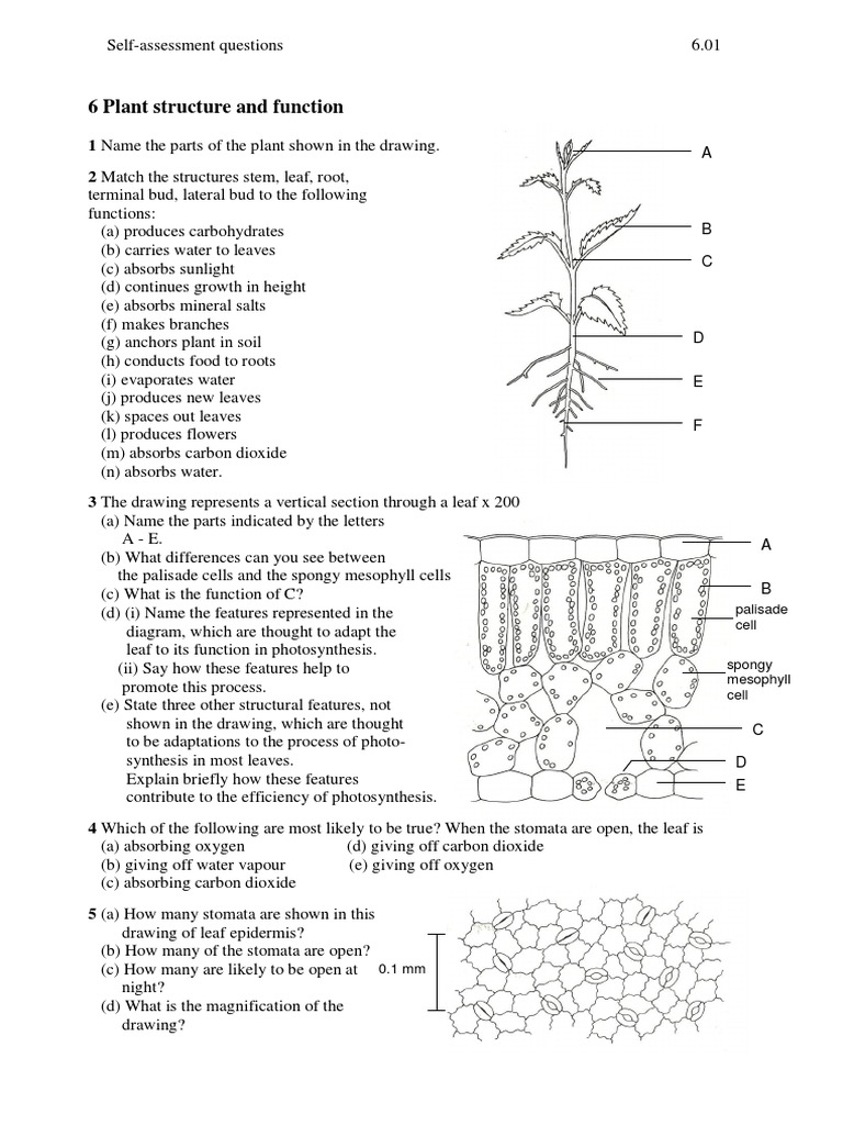 plant-structure-questions-pdf-stoma-photosynthesis