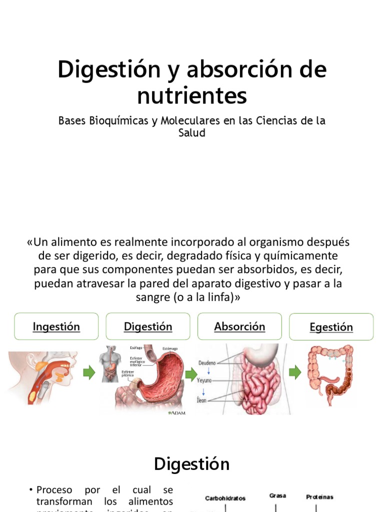 Digestión y Absorción de Nutrientes | Digestión | Nutrientes