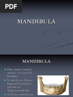 Anatomía y Función de la Mandíbula | PDF | Anatomía humana | Anatomía