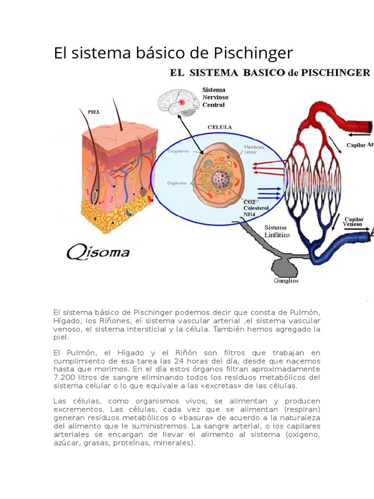 El Sistema Básico de Pischinger | PDF