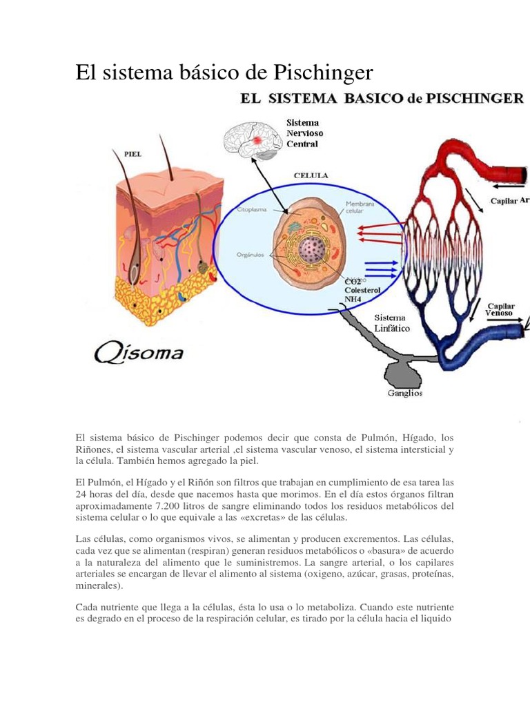 El Sistema Básico de Pischinger | PDF
