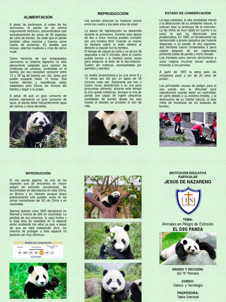 Oso Panda - Trip. | PDF | Panda gigante | Organismos