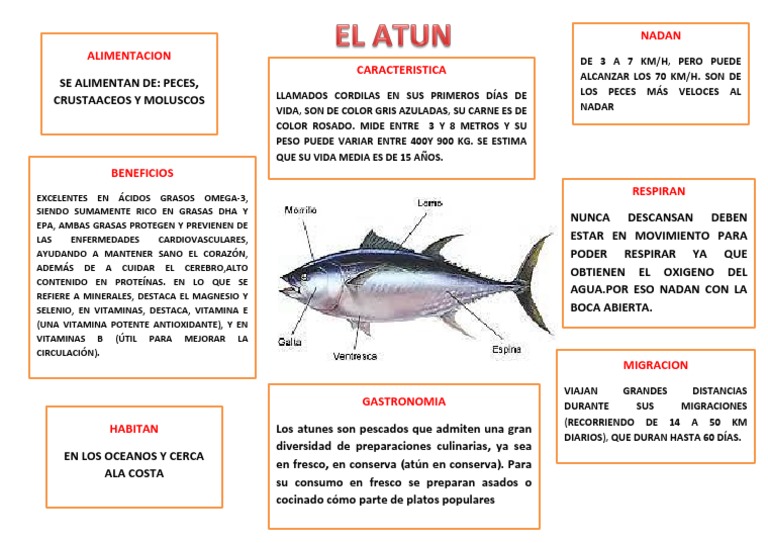 Características y beneficios del atún | PDF | Comida y bebida | Alimentos