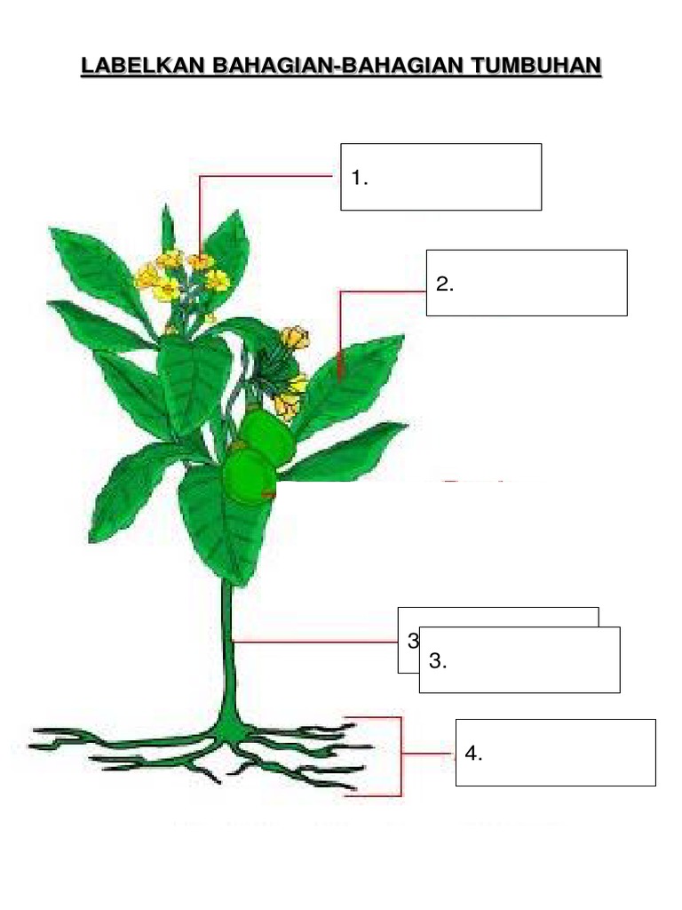 Labelkan Bahagian-Bahagian Tumbuhan | PDF