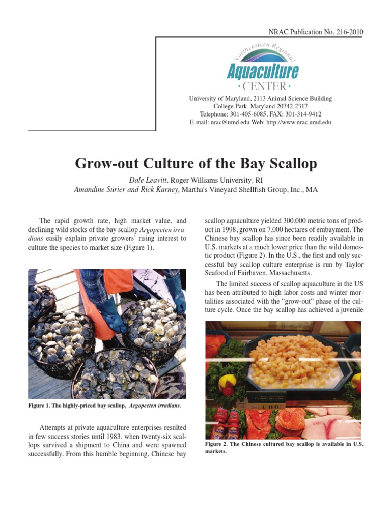 Grow-Out Culture of The Bay Scallop | PDF | Buoyancy | Aquaculture