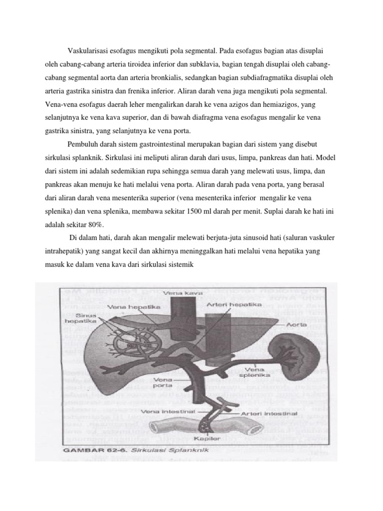 Vaskularisasi Esofagus | PDF