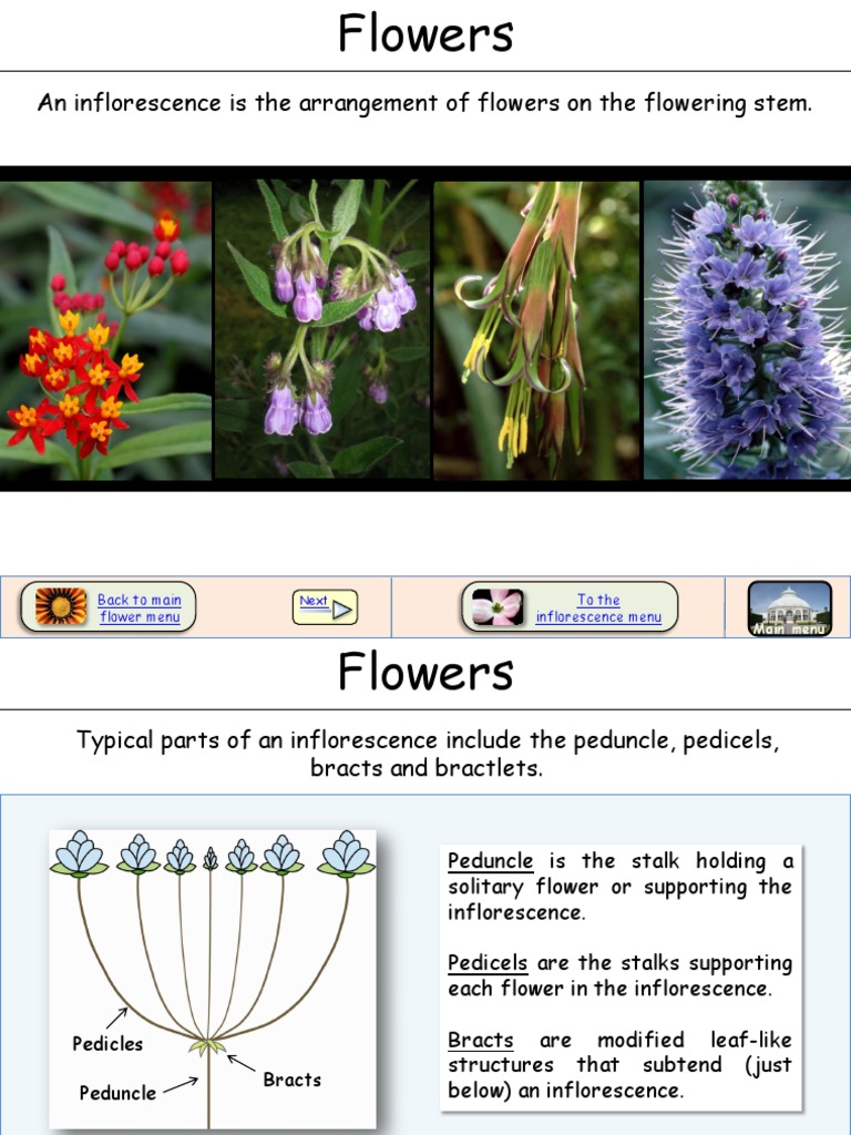 Inflorescence Types | PDF | Flowers | Plants