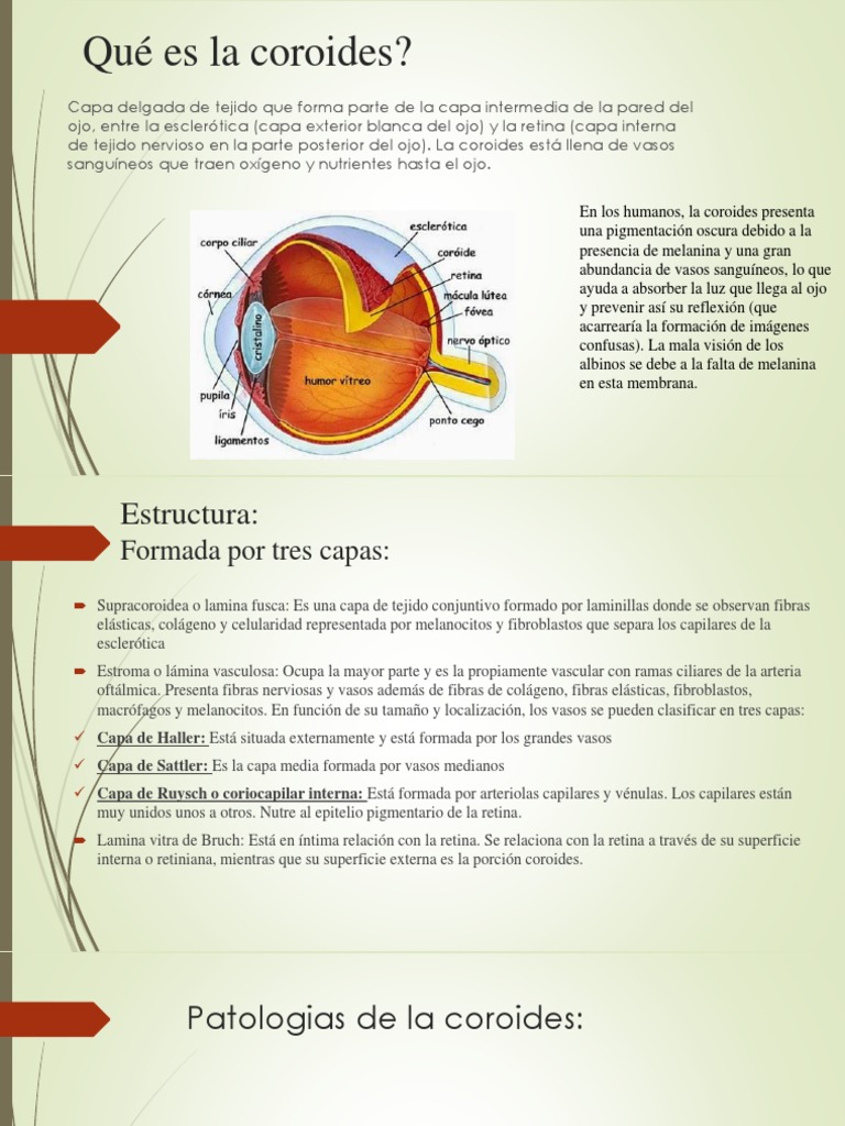 Qué Es La Coroides | Ojo | Retina