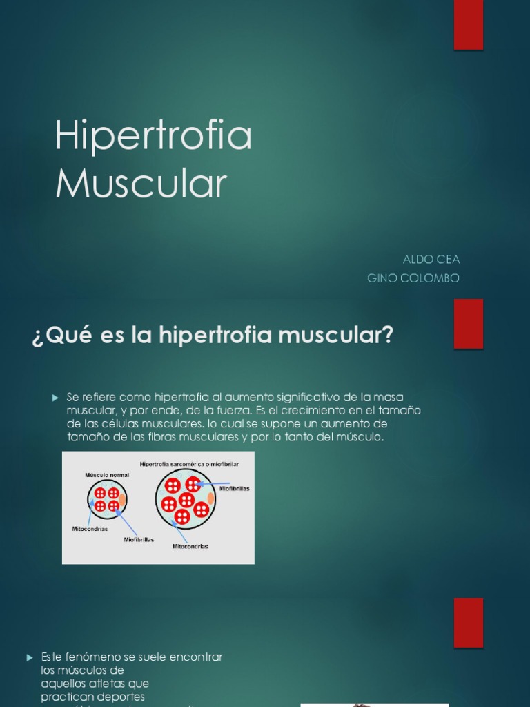 Hipertrofia Muscular | PDF