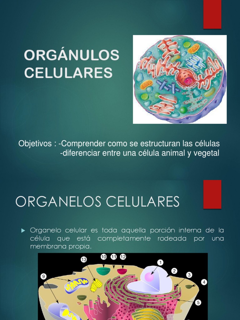 Organulos Celulares | PDF | Citoplasma | Biología Celular)