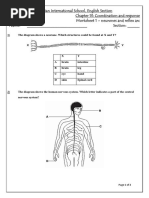 Calculating Magnification Worksheet | PDF