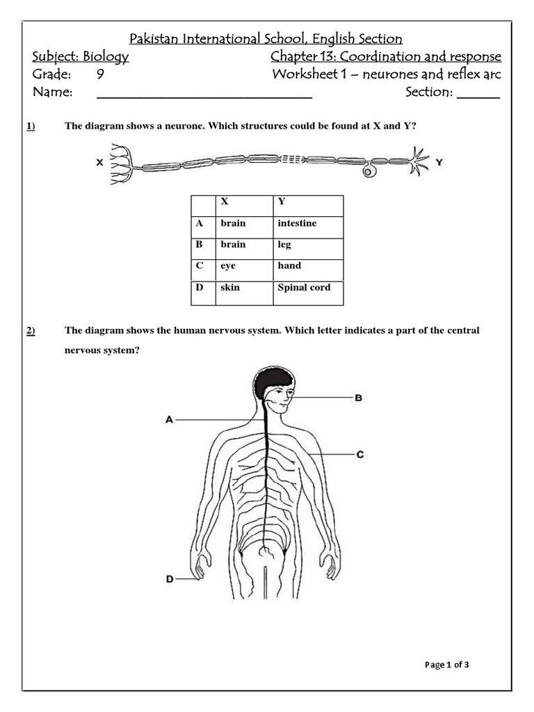 Grade 9 Nervous System Worksheet | PDF | Nerve | Nervous System