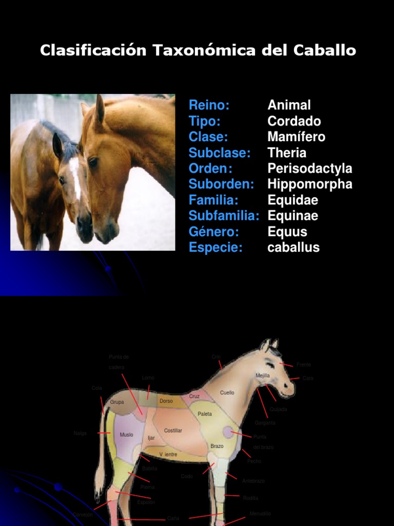 Clasificación Taxonómica del Caballo | PDF | Caballos | Naturaleza