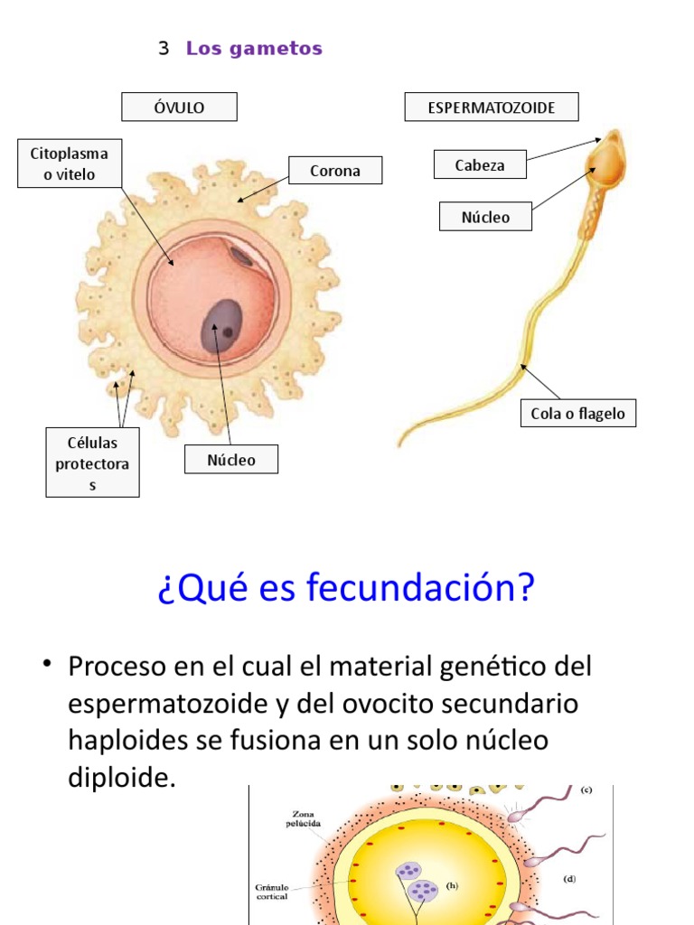 Los Gametos: Óvulo Espermatozoide Cabeza Citoplasma o Vitelo Núcleo ...