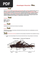 Cockroach Dissection | PDF | Wellness