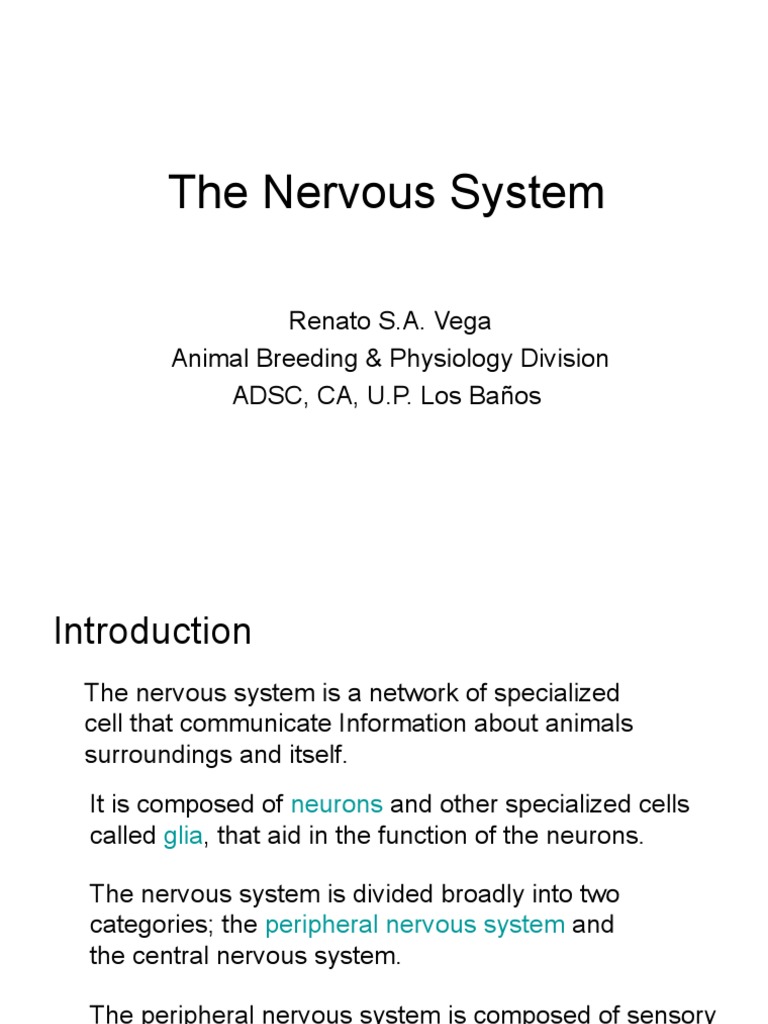 Overview of the Nervous System | PDF