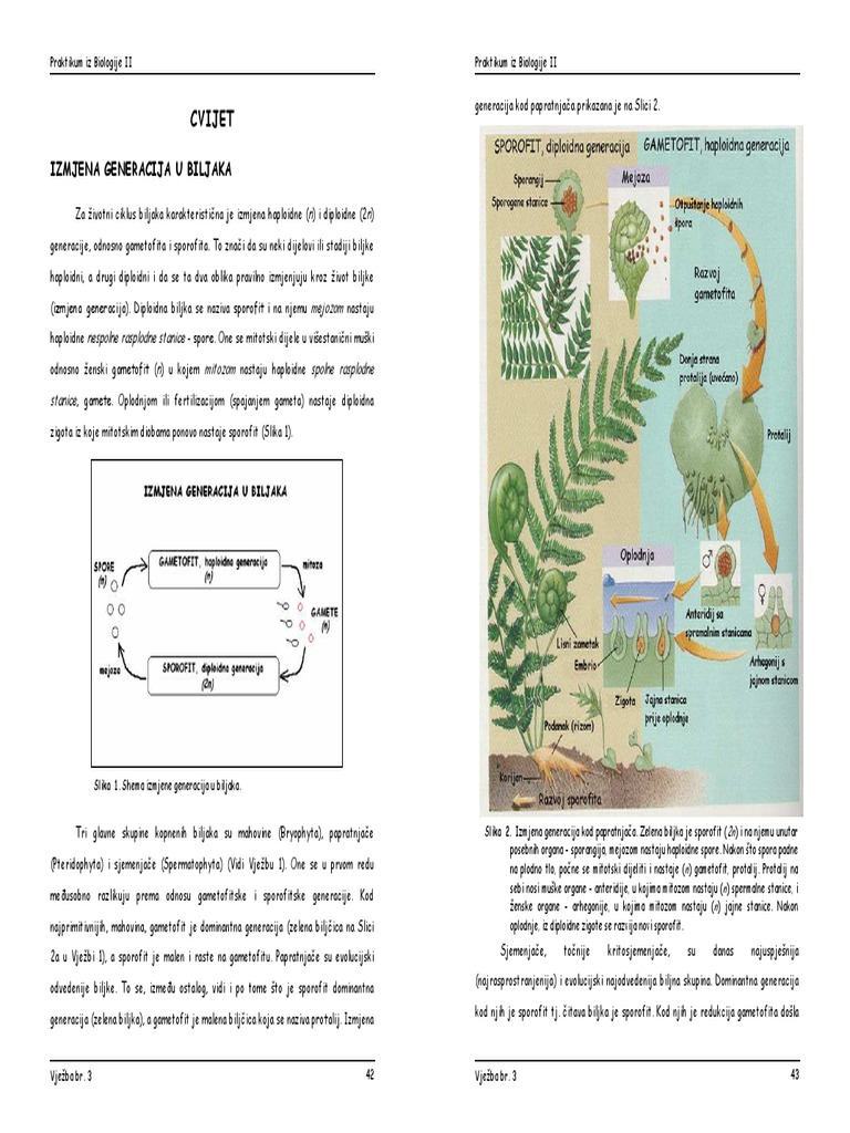 Vjezba 8 - Cvijet PDF | PDF