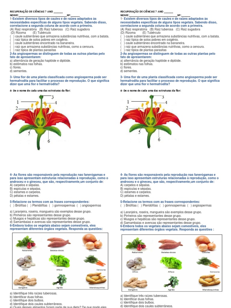 Recuperação de Ciências 7 Flor | PDF | Raiz | Flores