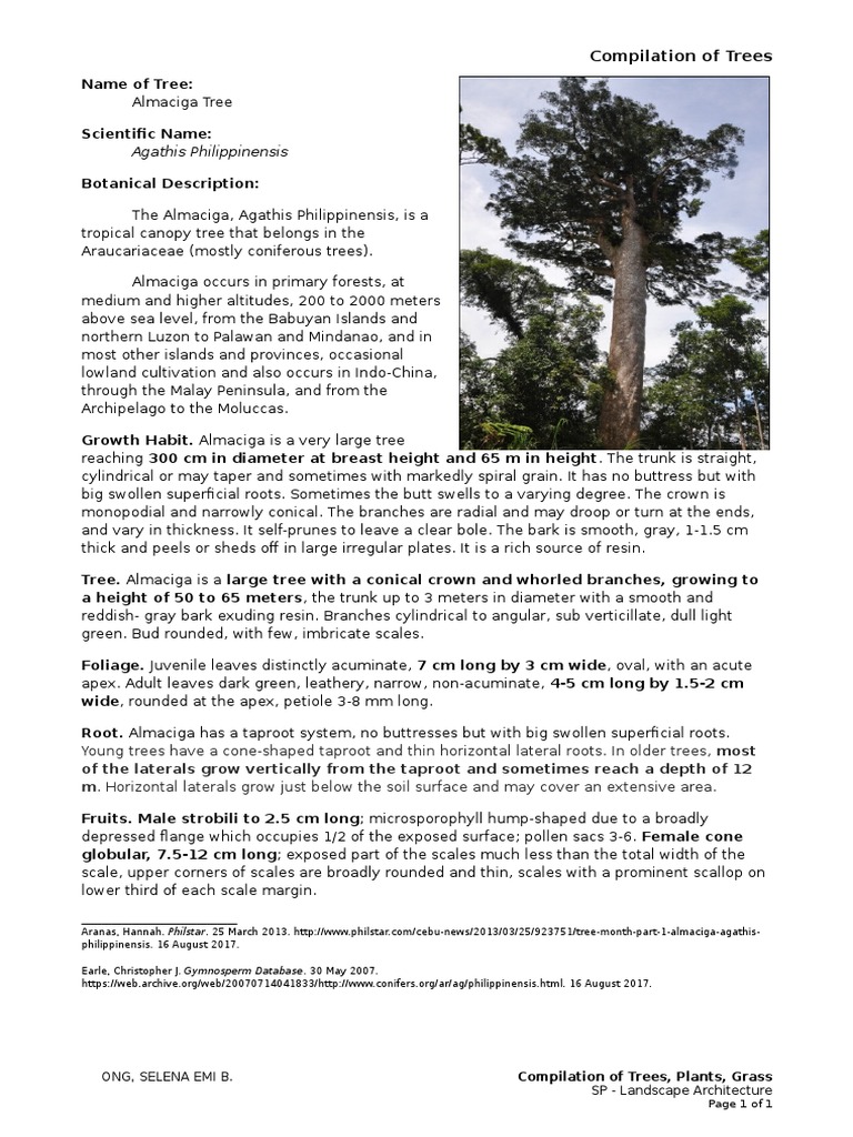 Tree Almaciga | Trees | Pinophyta