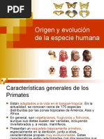 Dryopithecus | PDF | Hominidae | Homo Sapiens