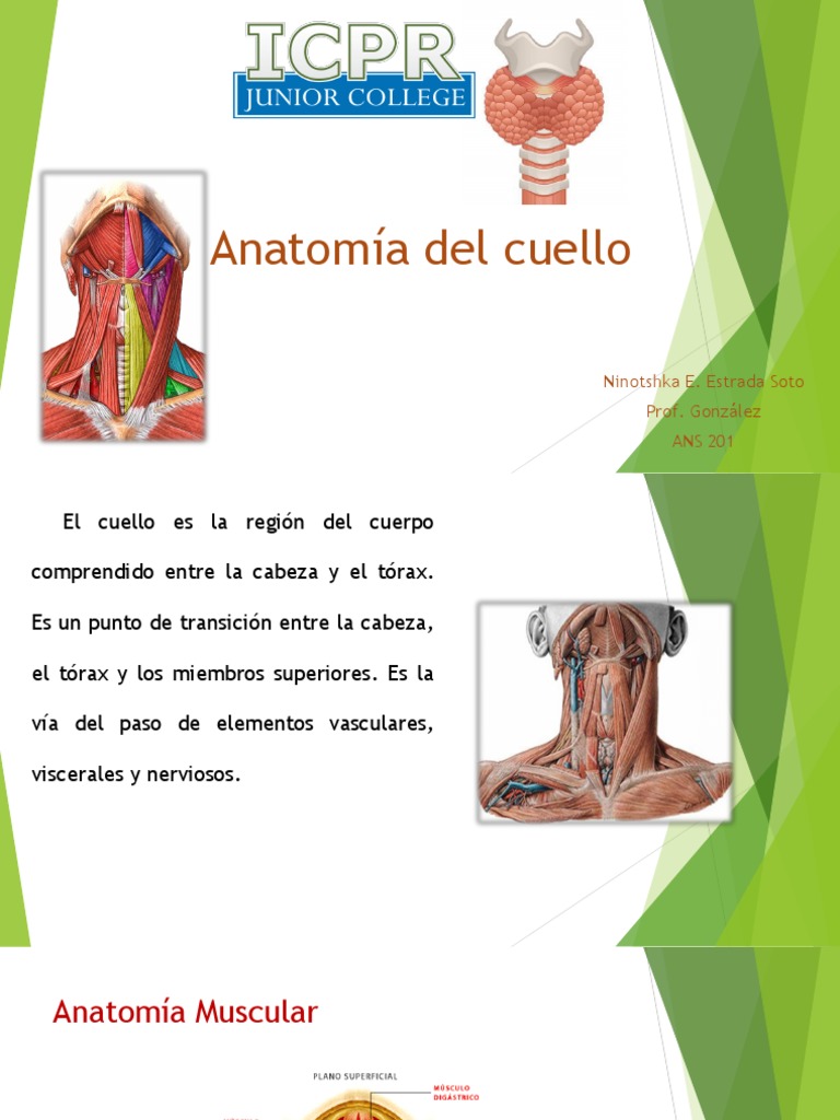 Anatomía y Funciones del Cuello | PDF
