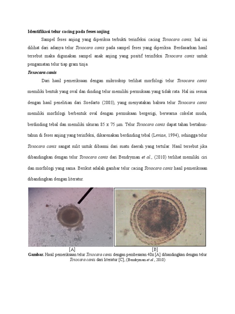 Identifikasi Telur Cacing Pada Feses Anjing | PDF | Sains & Matematika