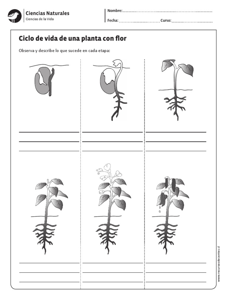 Hoja De Trabajo Sobre El Ciclo De Vida De Una Semilla Tipos De