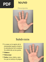 PALESTESIA Definicion y Exploración | PDF | Mano | Sistema ...