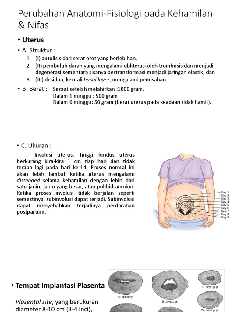 Perubahan Anatomi-Fisiologi Pada Kehamilan & Nifas | PDF