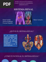 Anatomia de La Rata Externa e Interna Tacher | PDF | Riñón | Abdomen