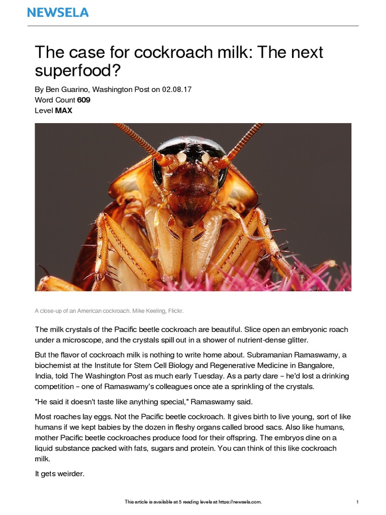 Cockroach Milk: A Nutritional Superfood? | PDF | Milk | Cattle