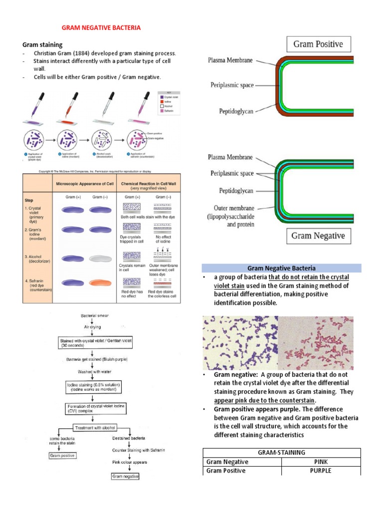 Gram Negative Bacteria | Gram Positive Bacteria | Lipopolysaccharide