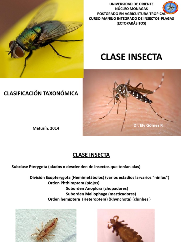 Clase Insecta. Clasificación Taxonómica | Mosca | Insectos