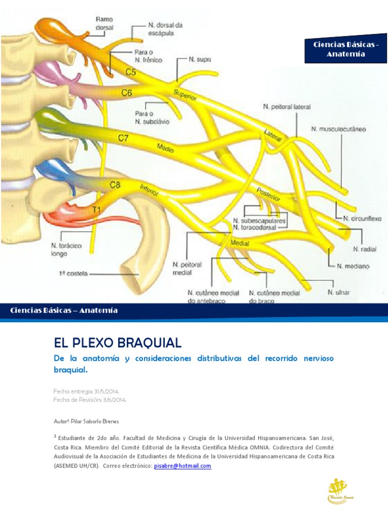 Plexo Braquial PDF | PDF
