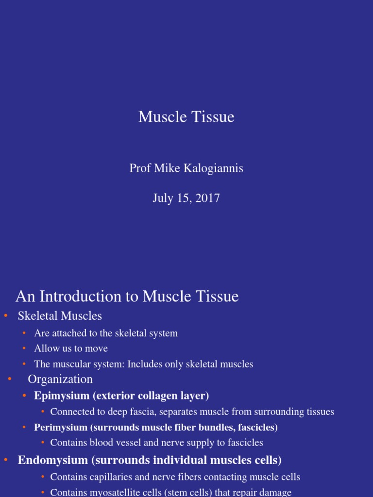 Overview of Skeletal Muscle Structure | PDF | Muscle Contraction | Myocyte