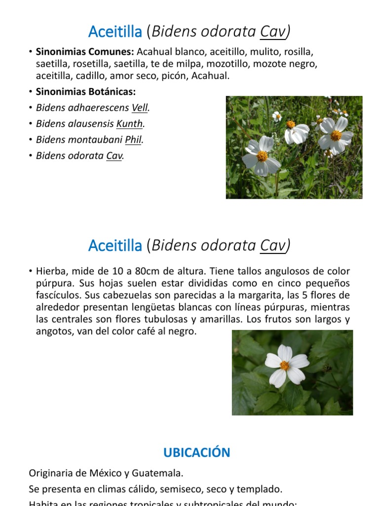 Aceitilla (Bidens Odorata Cav) | PDF