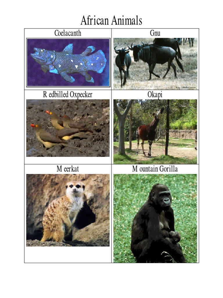 AfricanAnimals PDF | PDF