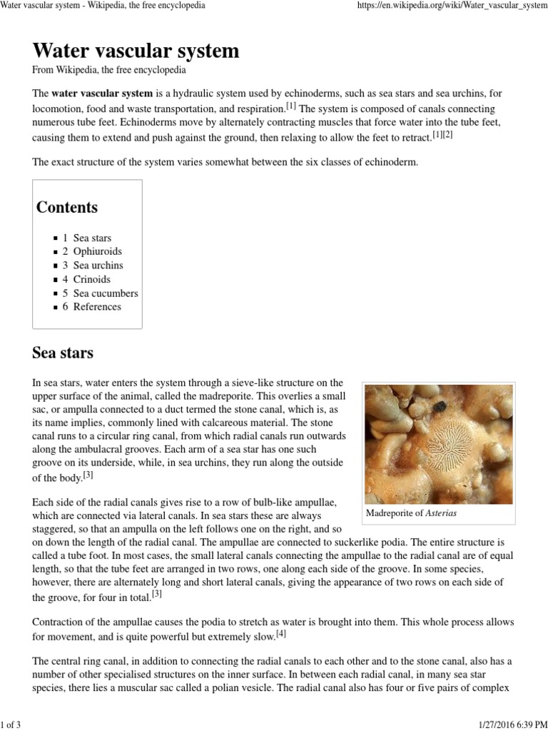 Water Vascular System - Wikipedia, The Free Encyclopedia PDF | PDF ...