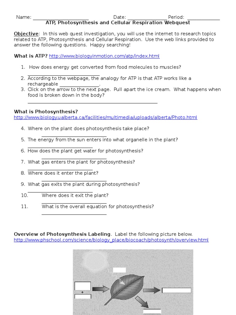Cellular Respiration Webquest Worksheet Answer Key