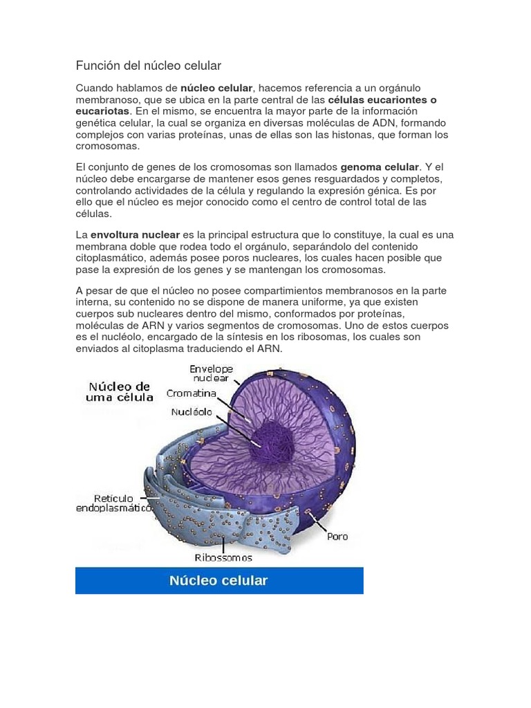 Función Del Núcleo Celular | PDF | Nucleo celular | Citoplasma