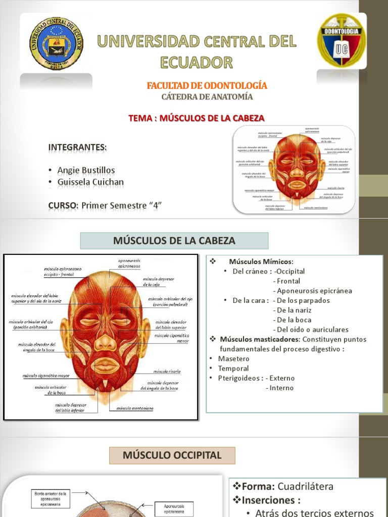 Músculos de la Cabeza y Funciones | PDF | Cara | Tejido suave